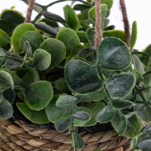 Kabantis augalas PATRI Ø 14 cm su derančiu vazonu iš natūralaus pluošto ...