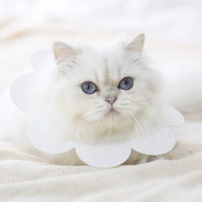 Minkšta pašto apykaklė katei, šuo, triušis - baltas, dydis s, žema ...