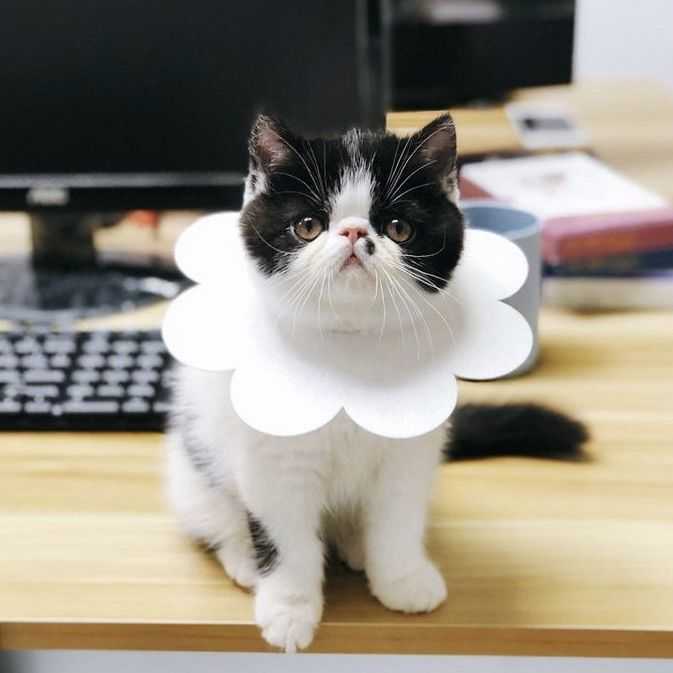 Minkšta pašto apykaklė katei, šuo, triušis - baltas, dydis s, žema ...