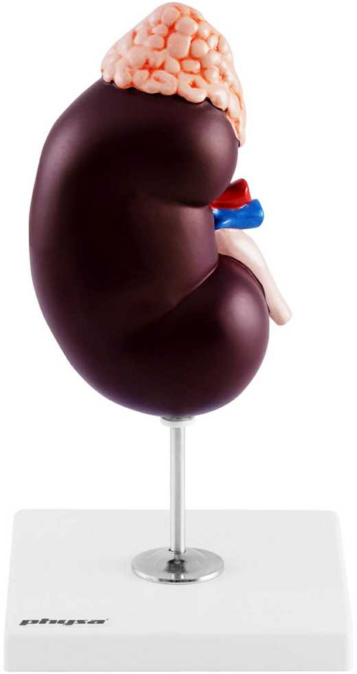 Physa Žmogaus inksto 3D anatominis modelis, mastelis 1,5:1, modelis ...