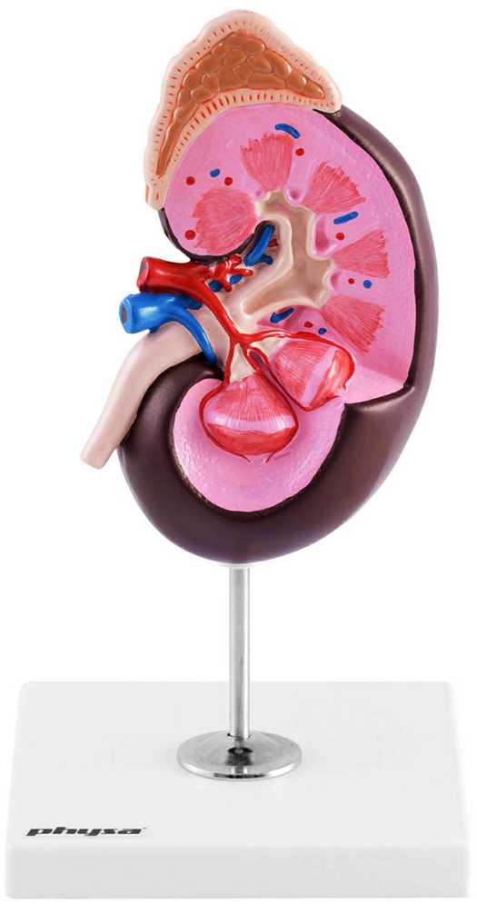 Physa Žmogaus inksto 3D anatominis modelis, mastelis 1,5:1, modelis ...