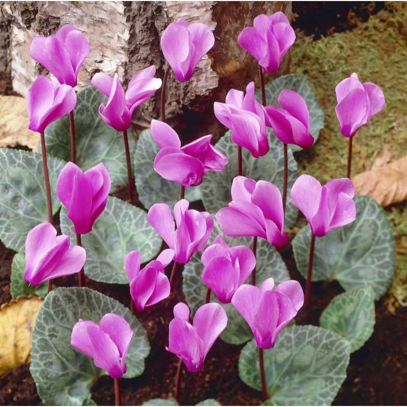 Lietuvoje žiemojantis ciklamenas - 20 vnt., žema kaina | Varle.lt