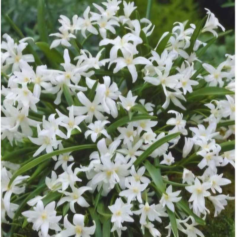 Sniegžydrės luciliae baltos - 500 vnt., žema kaina | Varle.lt