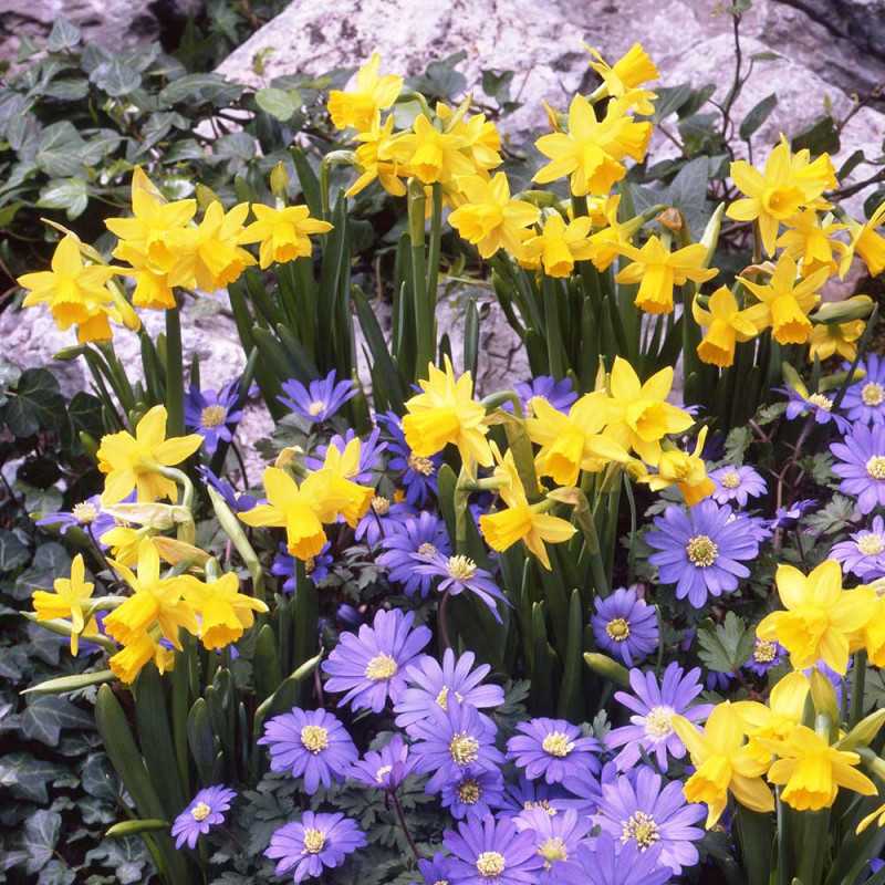 Tete-a-tete narcizų / Plukių derinys - 100 vnt., žema kaina | Varle.lt