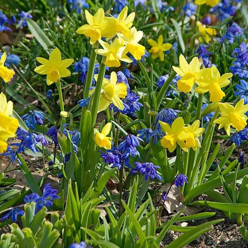 Tete-a-tete narcizų / Scylių derinys - 100 vnt., žema kaina | Varle.lt