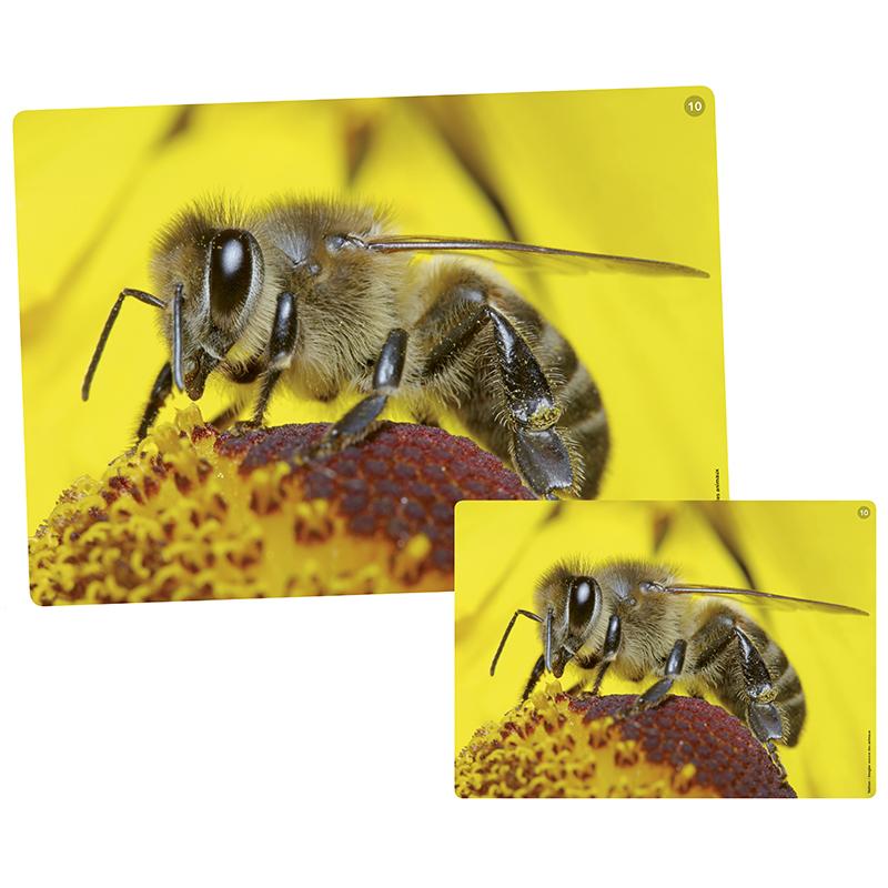 Nathan audio kortelės Gyvūnų garsai (NT342212), žema kaina | Varle.lt