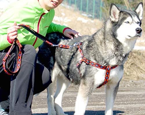 Mėlyna DINGO Winnetou Mėlyna Adjustable Dog Leash made of polypropylene ...