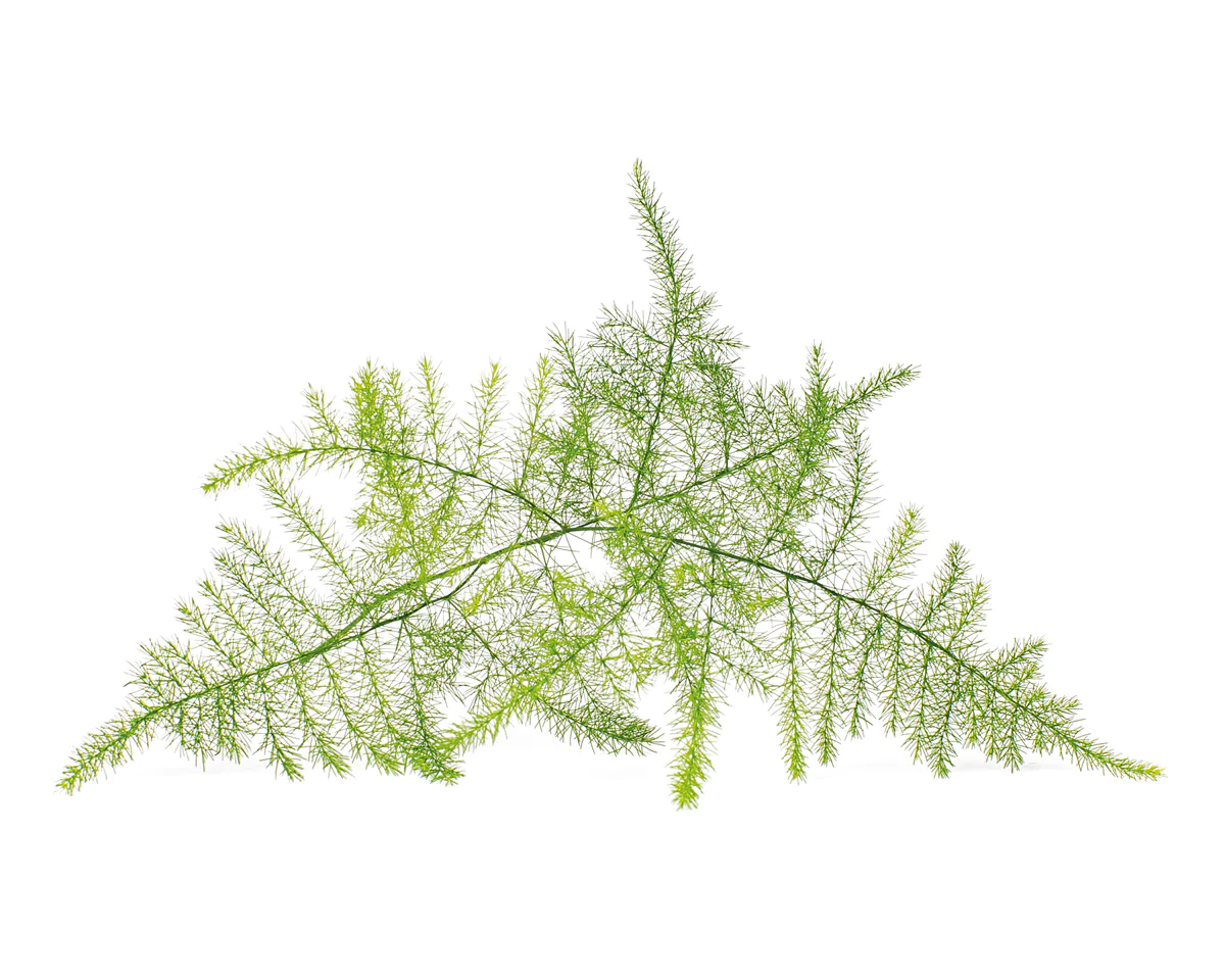 Click & Grow sėklos išmaniajam vazonui - Plunksnašakis smidras (SGR80X3 ...