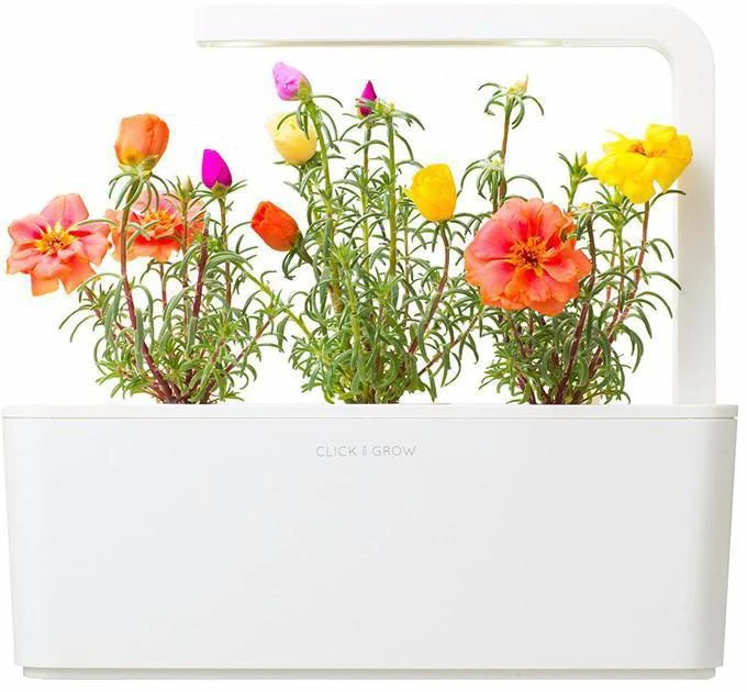 Click And Grow Click ir Grow refill portulaka 3-pak, modelis ...
